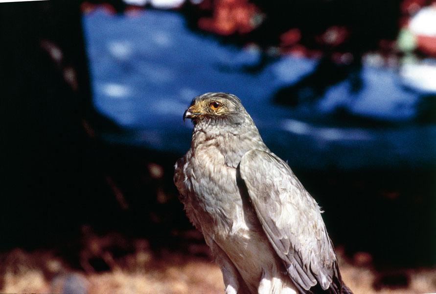 Albanella minore | Sapere.it