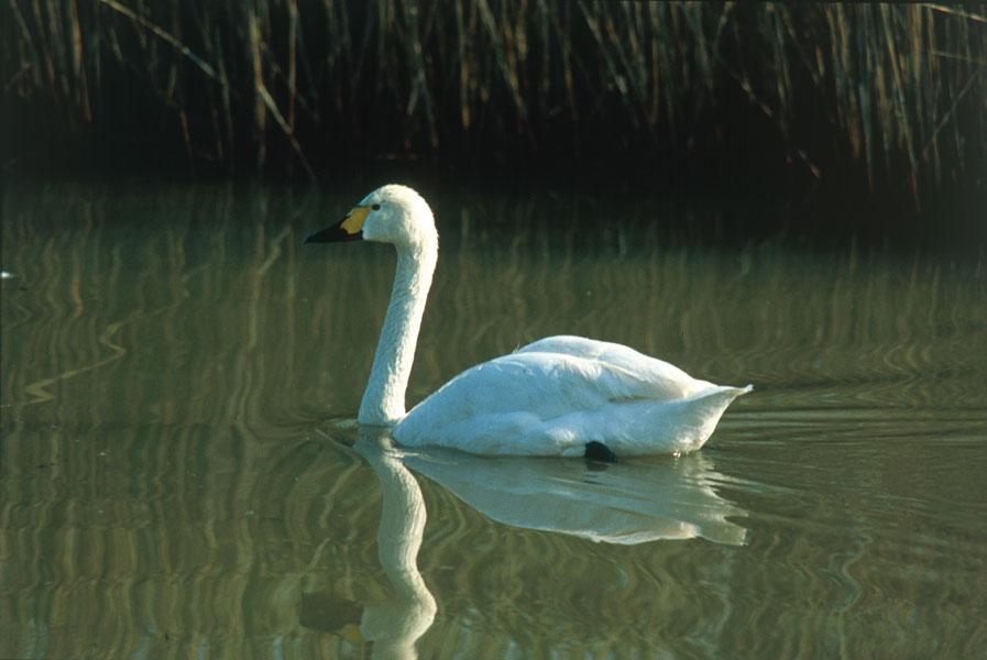 Cigno minore | Sapere.it