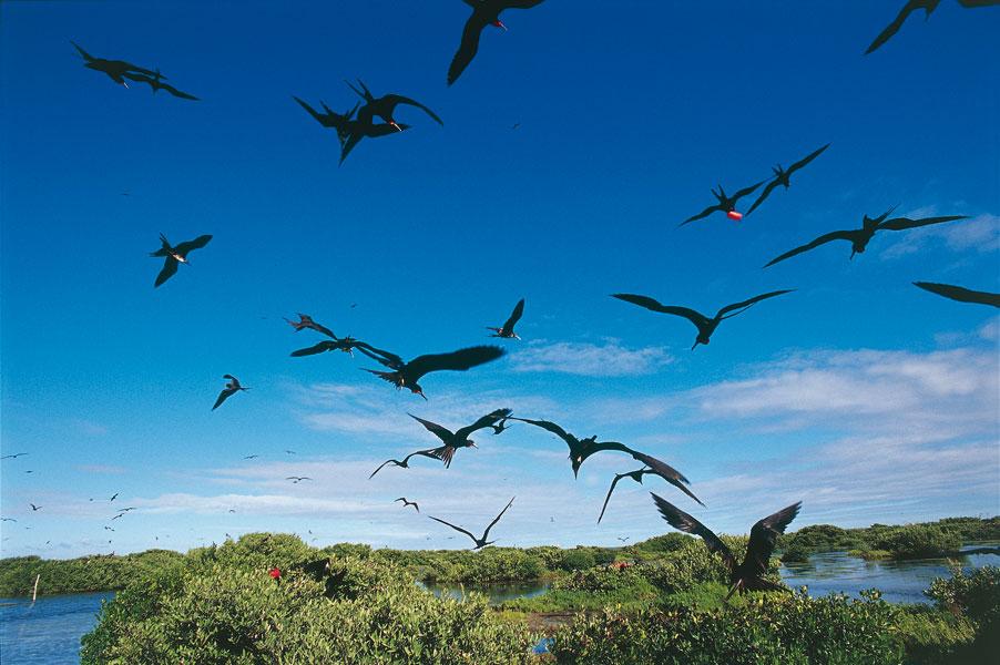 Fregata magnificens | Sapere.it