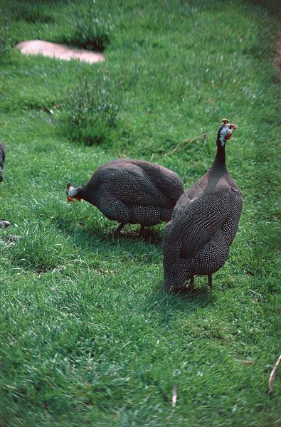 Faraona comune | Sapere.it