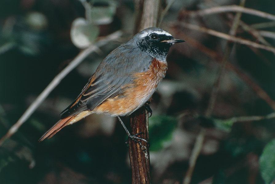 Codirosso | Sapere.it