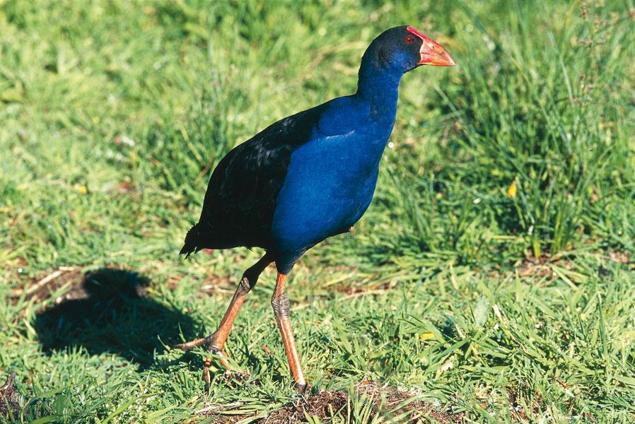 Pollo sultano | Sapere.it