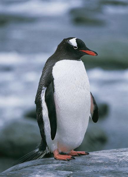 Pinguino papua | Sapere.it