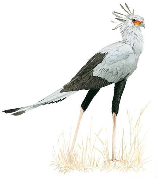 Serpentario | Sapere.it