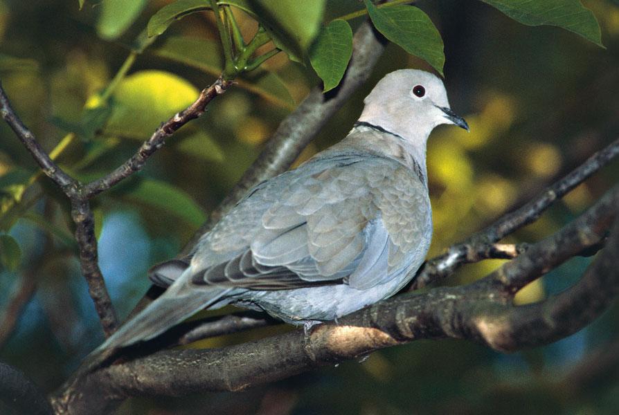 Tortora dal collare orientale | Sapere.it