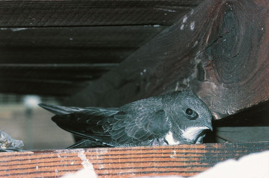 Rondone alpino | Sapere.it