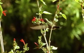 colibrì su Enciclopedia | Sapere.it