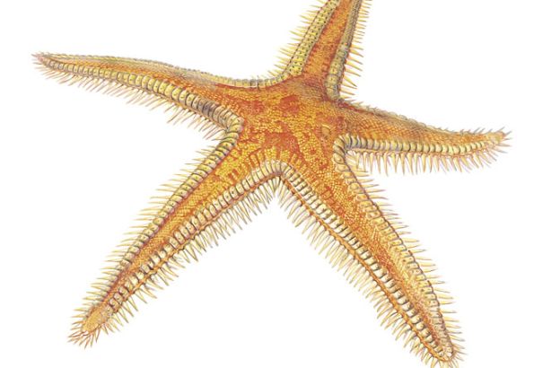 Astropecten aranciacus | Sapere.it