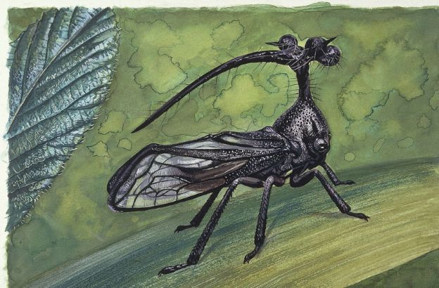 Bocydium globulare | Sapere.it