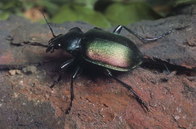 Calosoma | Sapere.it