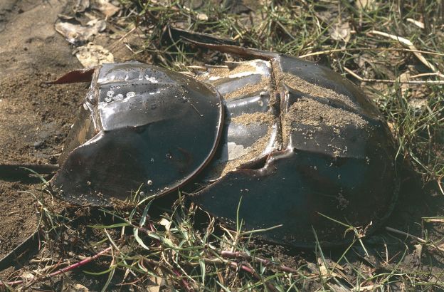 Carcinoscorpius rotundicauda | Sapere.it