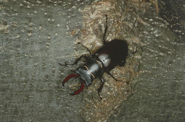 Cervo volante | Sapere.it