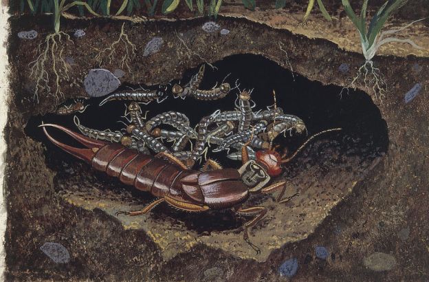 Forbicina | Sapere.it