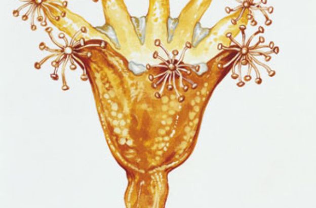 Haliclystus octoradiatus | Sapere.it