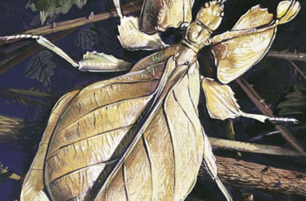 Insetto foglia | Sapere.it