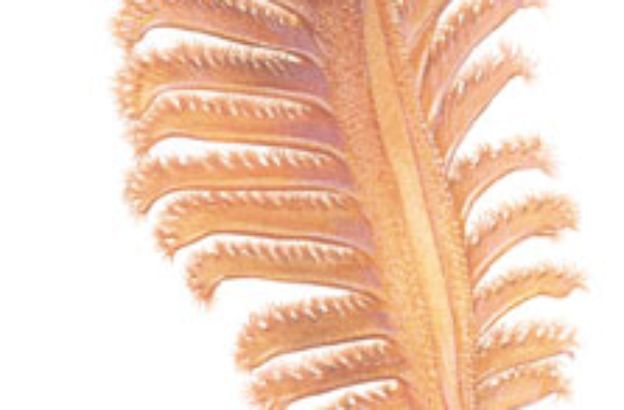 Pennatula phosphorea | Sapere.it