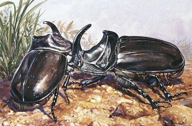 Scarabeo rinoceronte | Sapere.it