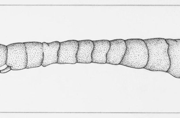 Simulium | Sapere.it