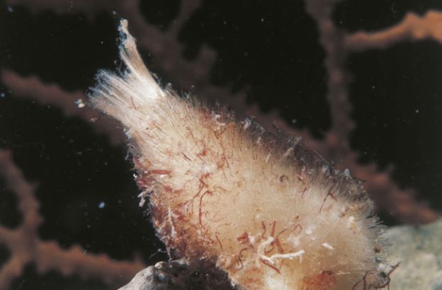 Sycon raphanus | Sapere.it