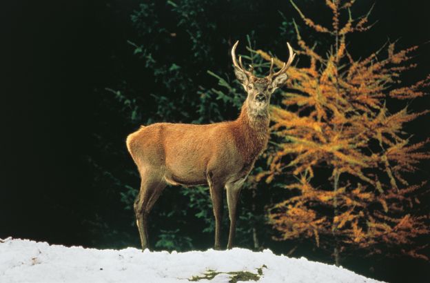 Cervo europeo | Sapere.it