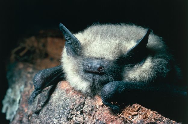 Pipistrello nano | Sapere.it