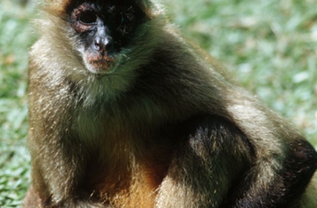 Scimmia ragno di Geoffroy | Sapere.it