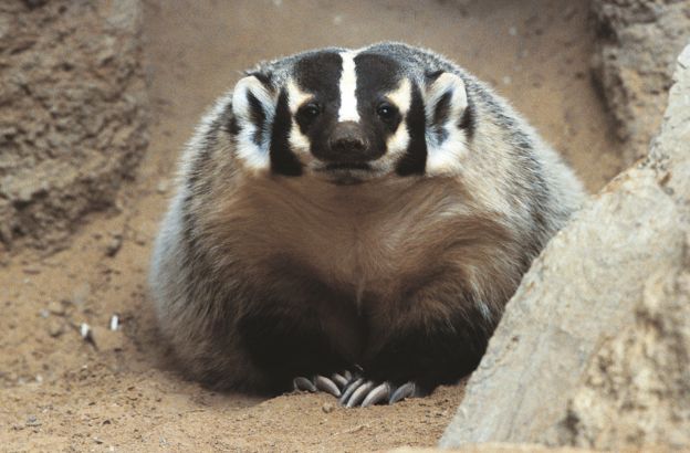 Tasso americano | Sapere.it