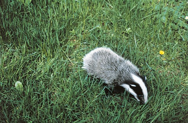 Tasso comune | Sapere.it