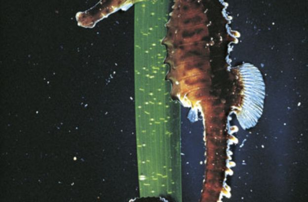 Cavalluccio marino | Sapere.it