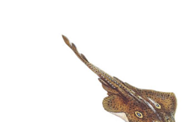 Razza ocellata | Sapere.it