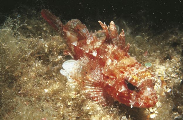 Scorfano rosso | Sapere.it