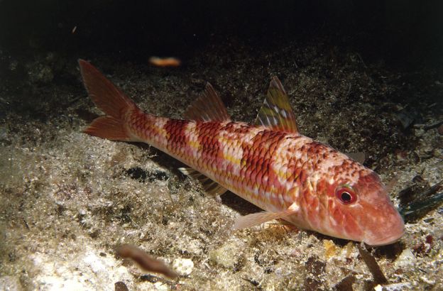 Triglia di fango | Sapere.it