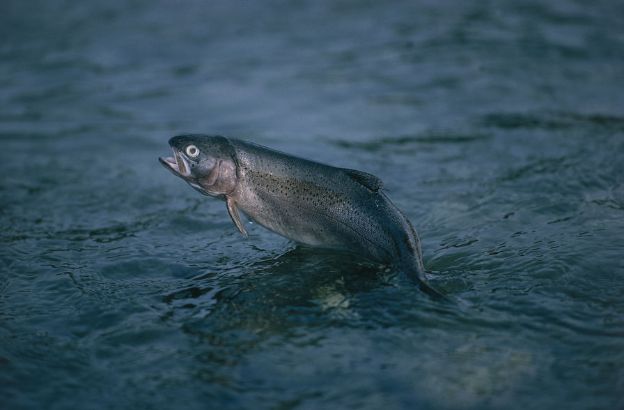 Trota comune | Sapere.it