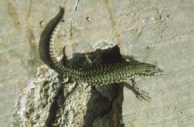 Lucertola muraiola | Sapere.it