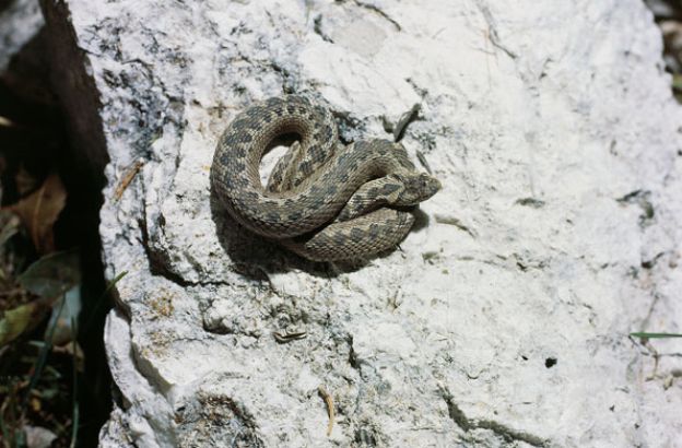 Vipera dell’Orsini | Sapere.it