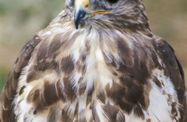 Poiana comune | Sapere.it