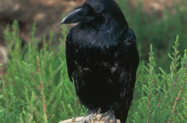 Corvo imperiale | Sapere.it