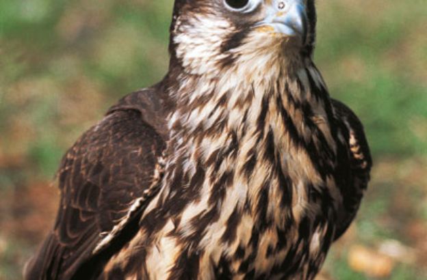 Falco pellegrino | Sapere.it