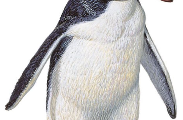 Pinguino degli antipodi | Sapere.it