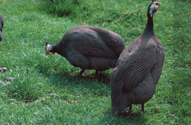 Faraona comune | Sapere.it