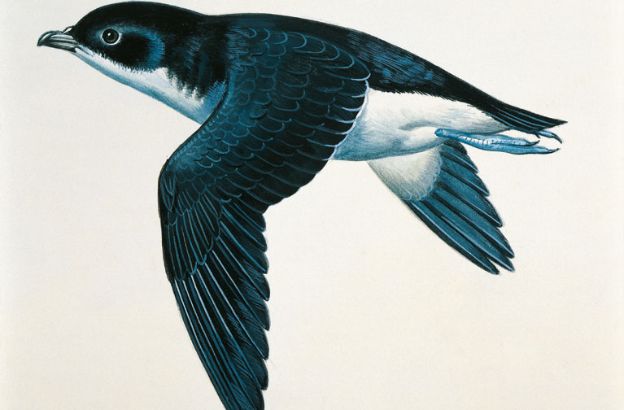 Petrello tuffatore comune | Sapere.it