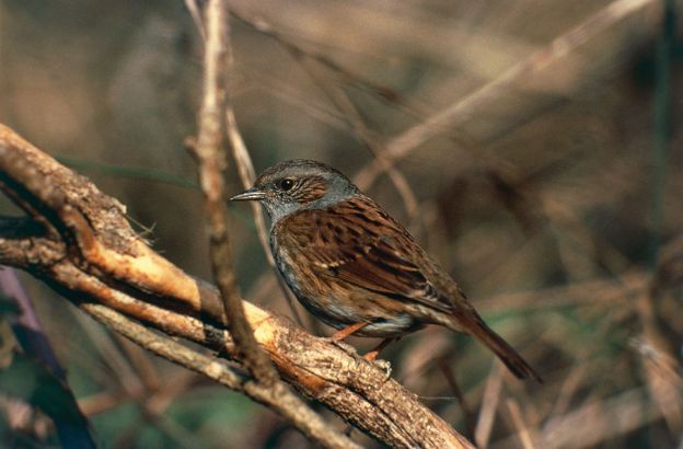 Passera scopaiola | Sapere.it