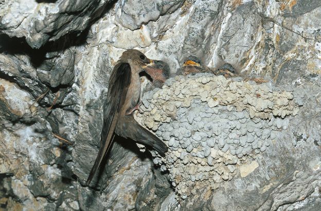 Rondine montana | Sapere.it