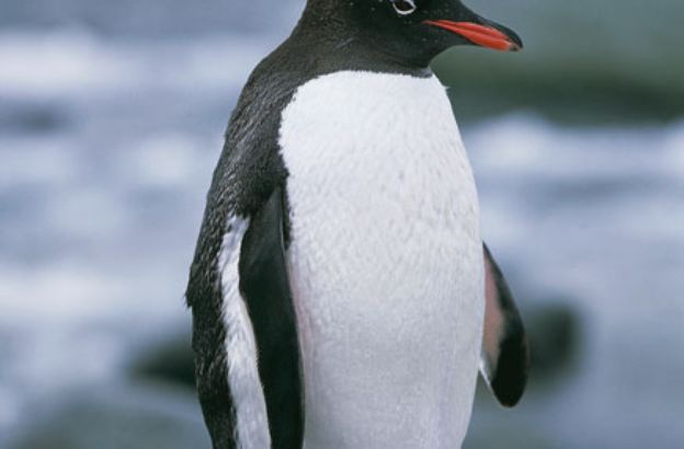 Pinguino papua | Sapere.it