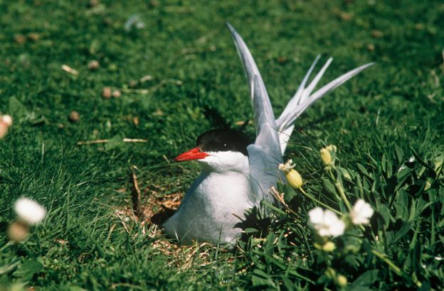 Sterna codalunga | Sapere.it