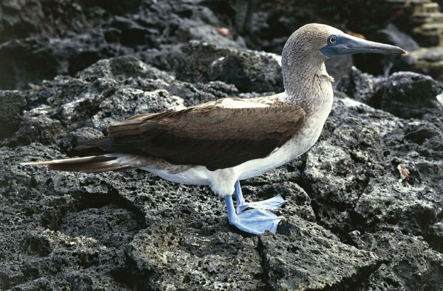 Sula piediazzurri | Sapere.it