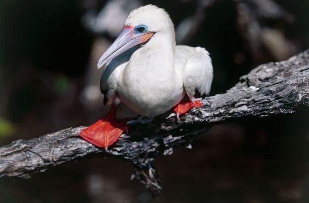 Sula piedirossi | Sapere.it